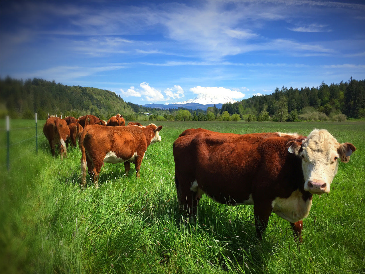 Welcome to Ohop Originals